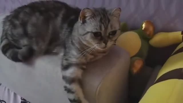 Моя рассада цветов СНОВА РЫЖАЯ 28.02.25