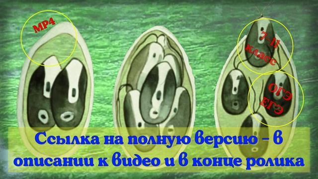 "Водоросли - общая характеристика. Низшие растения". Видеоурок