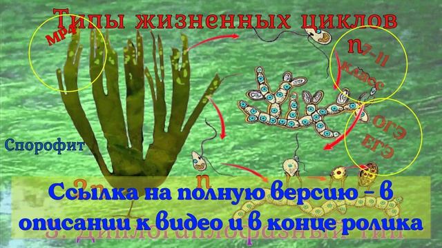 Размножение водорослей. Видеоурок