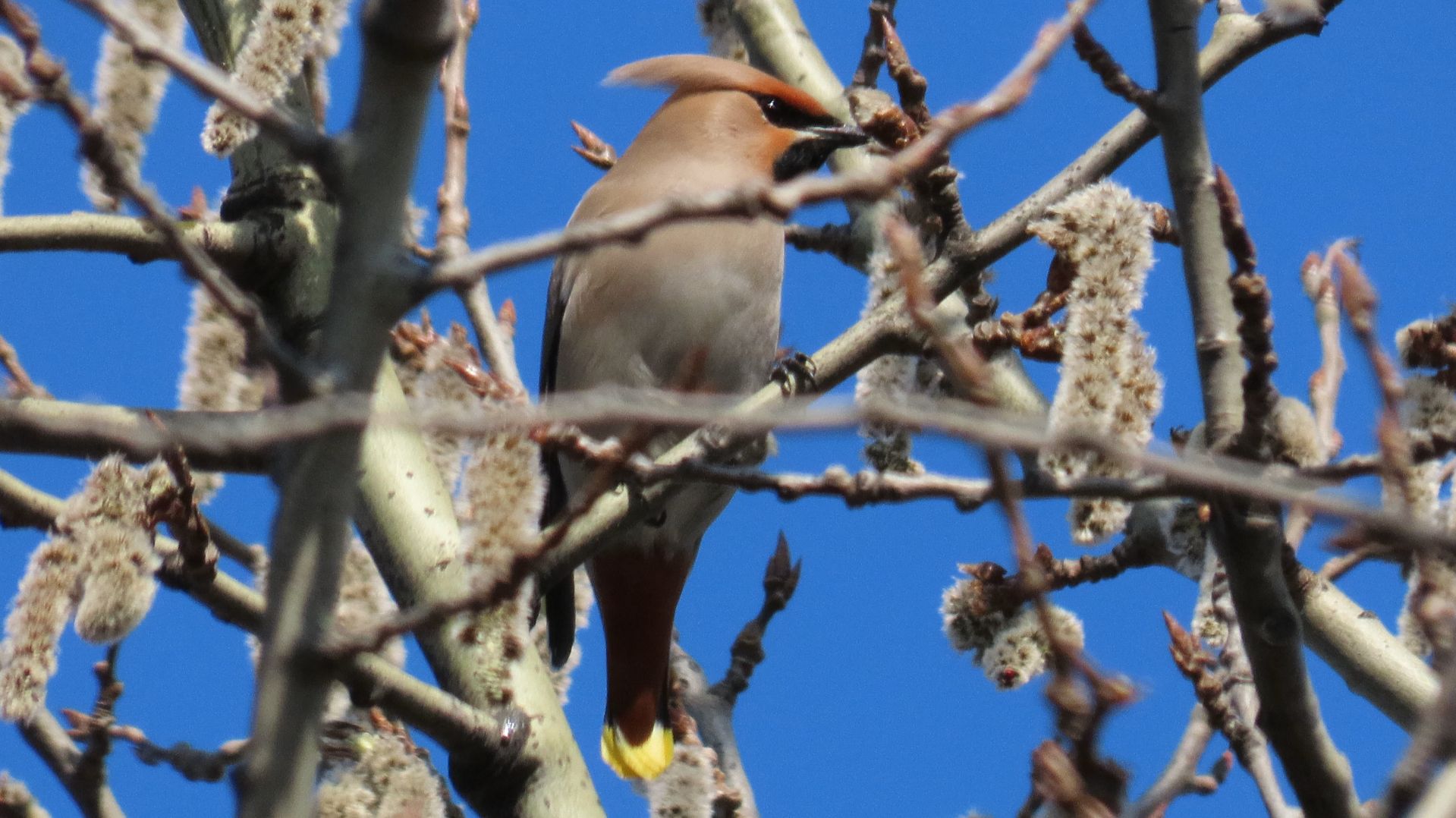 Стая свиристелей_#2, Крылатское, 29 марта 2026