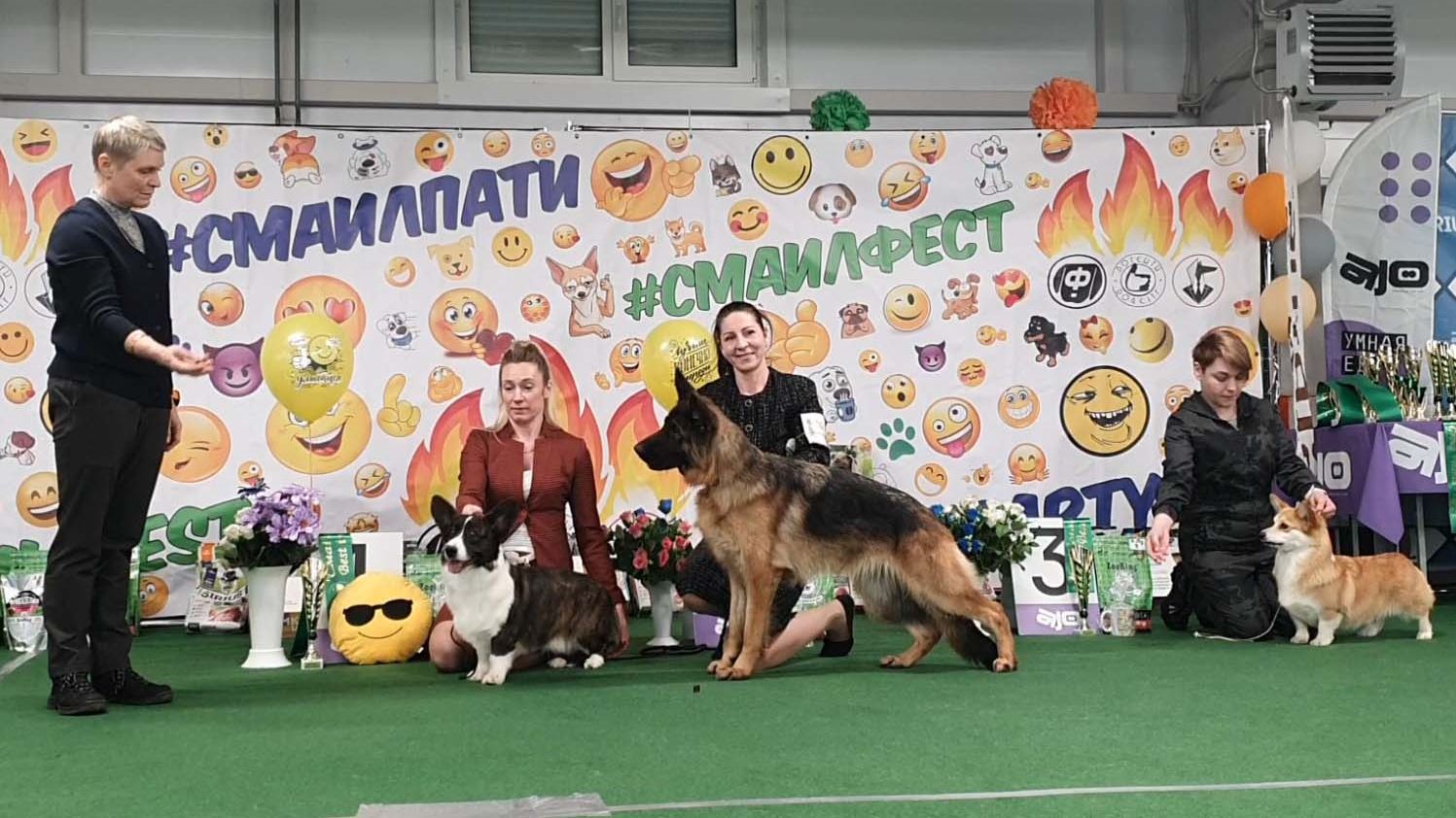 08.03.2026, СПб. Клуб "ФАУНА" (РКФ, РФЛС). Выставка собак всех САС 1 группы FCI