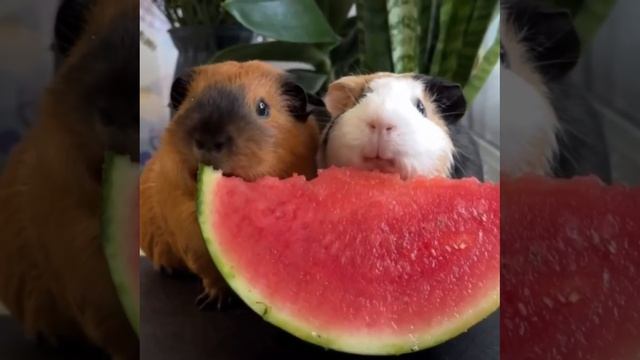 А у вас на обед что