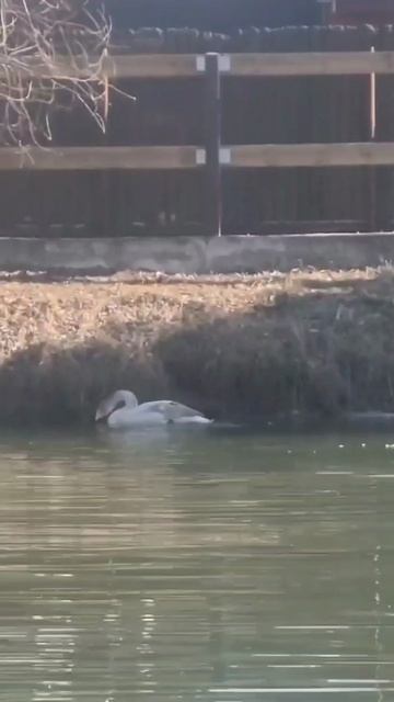 Орша на большой воде