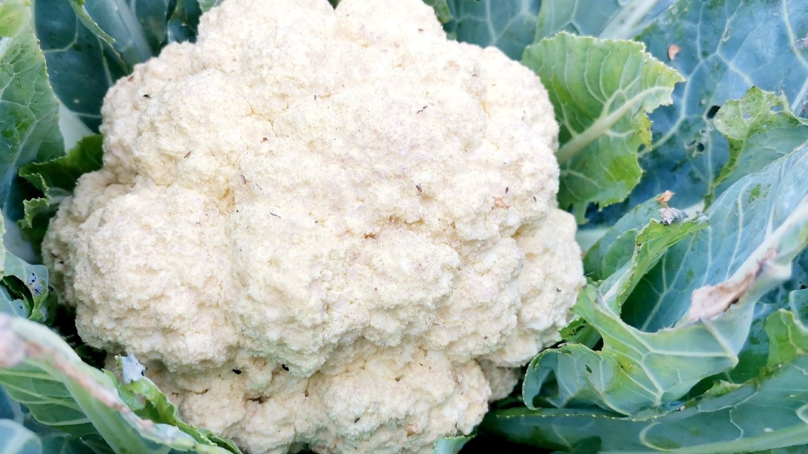 📌ВАЖНО!! Как ИЗБАВИТЬСЯ ОТ КИЛЫ КАПУСТЫ?! Сеем ЦВЕТНУЮ КАПУСТУ!