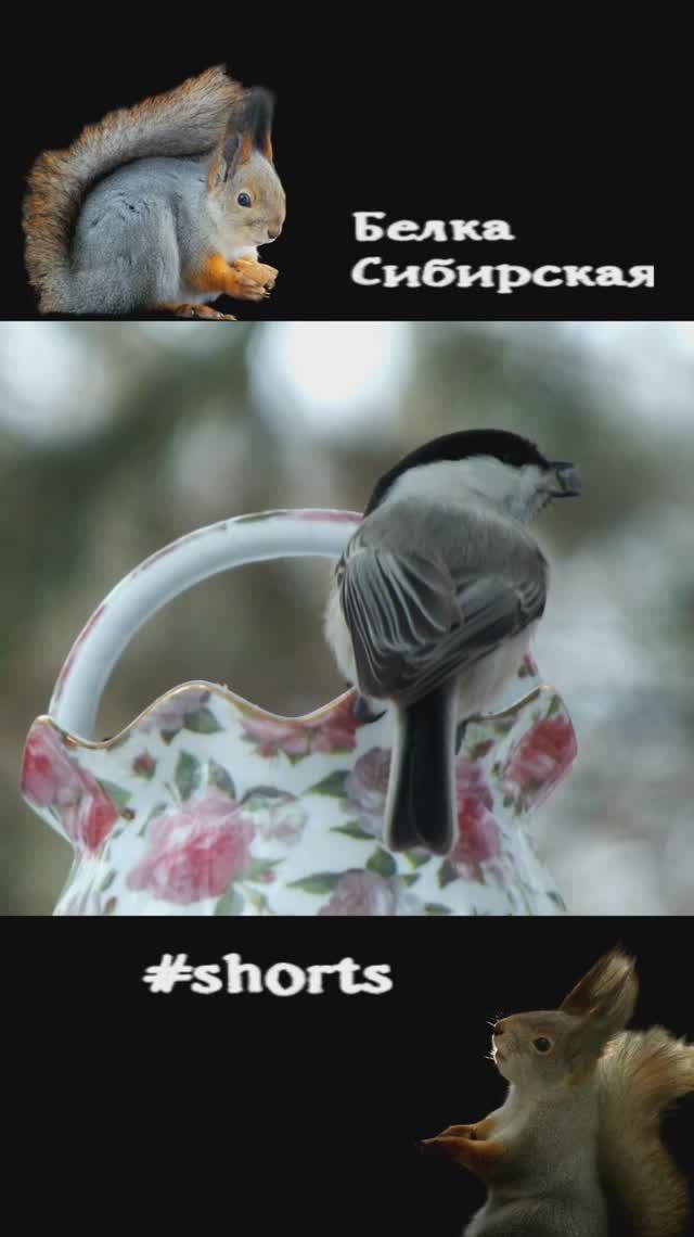 Гаичка птичка на кормушке