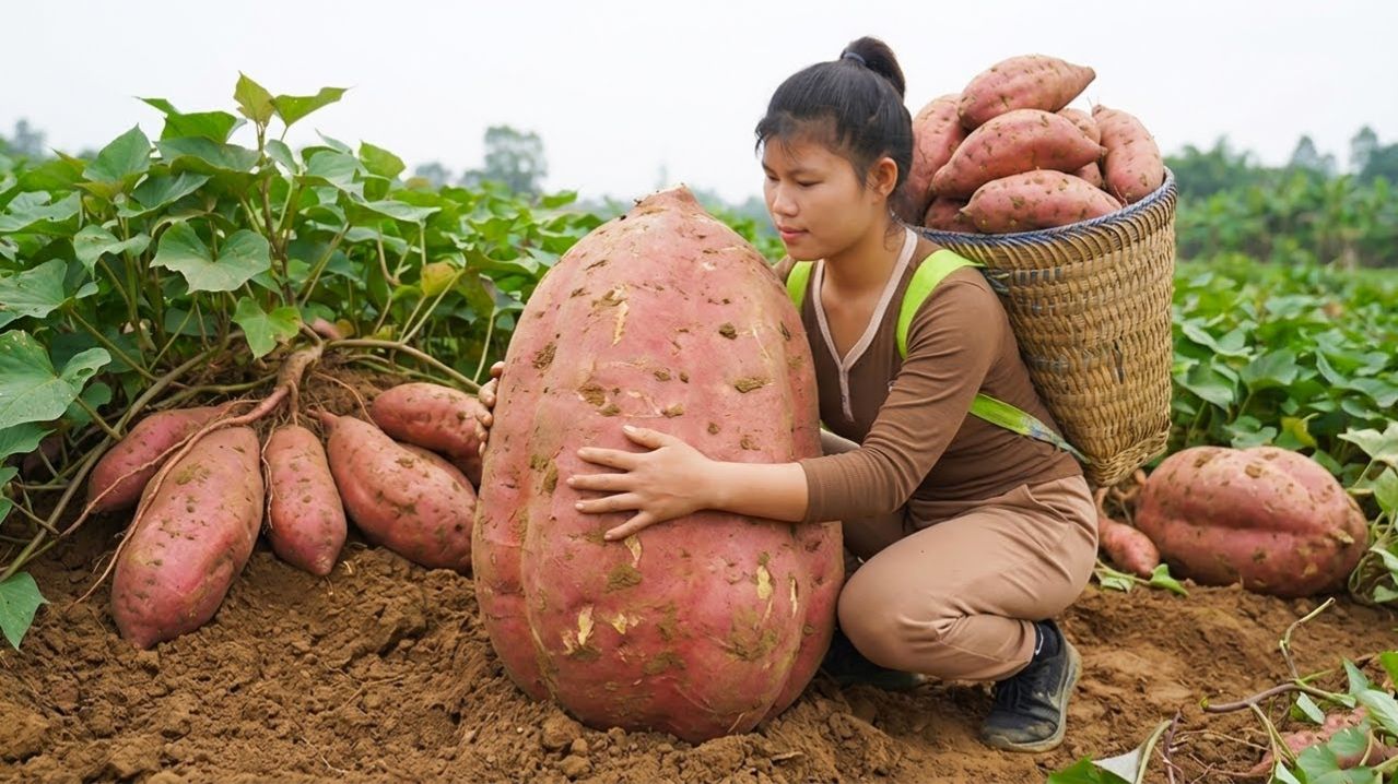 Собираем более 1000 кг гигантского батата на поле, везём на продажу, готовим пирог из батата