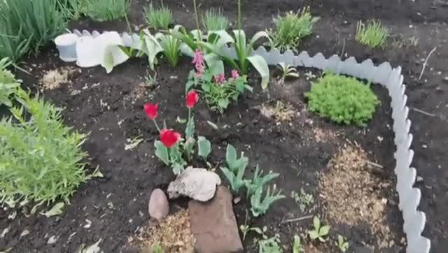 ВЛОГ 14-15 МАЯ КАКИЕ ЦВЕТЫ Распустились 25 сотки садоводничество жизньзагородом дача [get.gt]