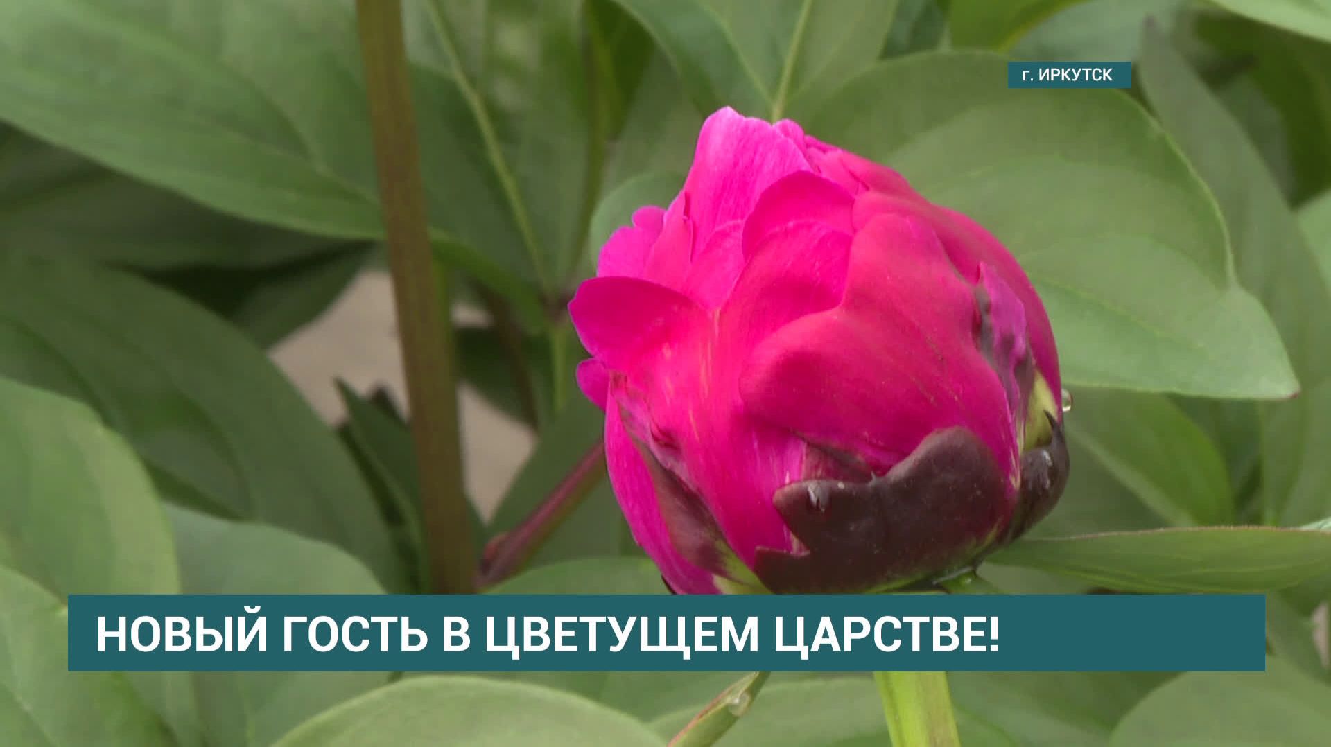 Александр Флэминг, две Сары Бернар и Дюшес в Иркутске. Пионы этих сортов появились в "Горзеленхозе"