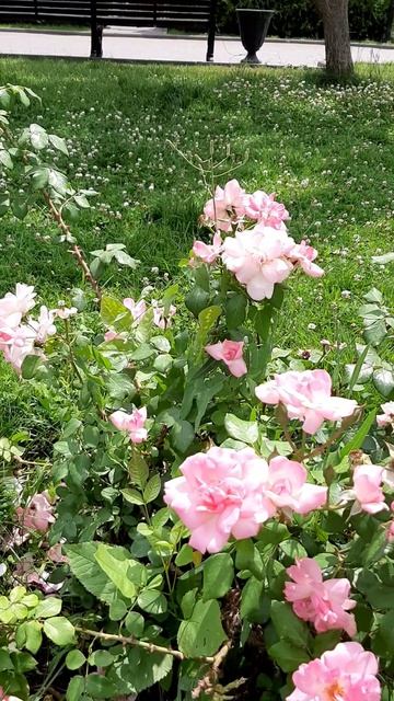 Роза-королева./25.06.2021г.