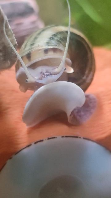 Улитка спикси (Эльф)