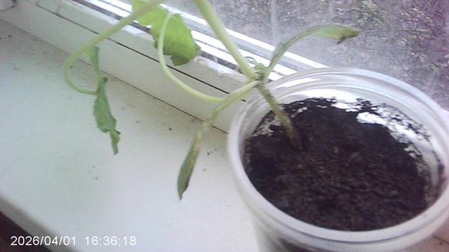 Поставил на подоконник с опорой на стекло кабачок сорта "Чёрный Красавец" посеянный в январе