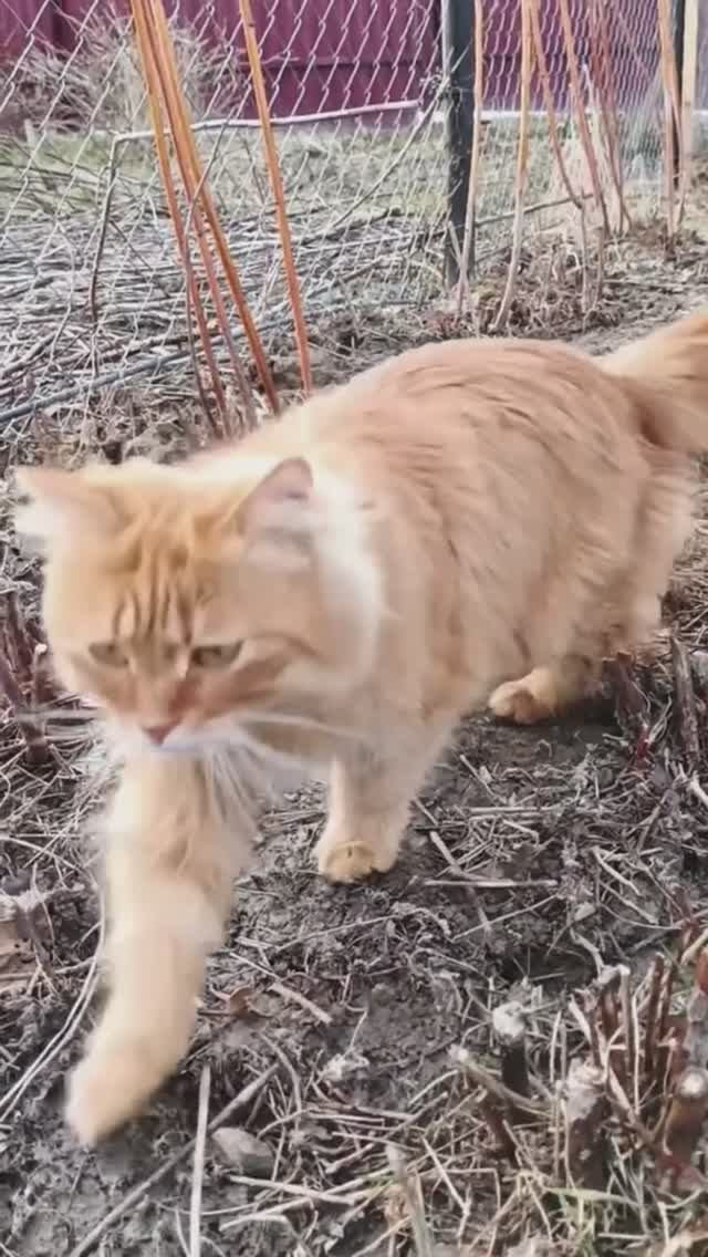 Альфушка в малине