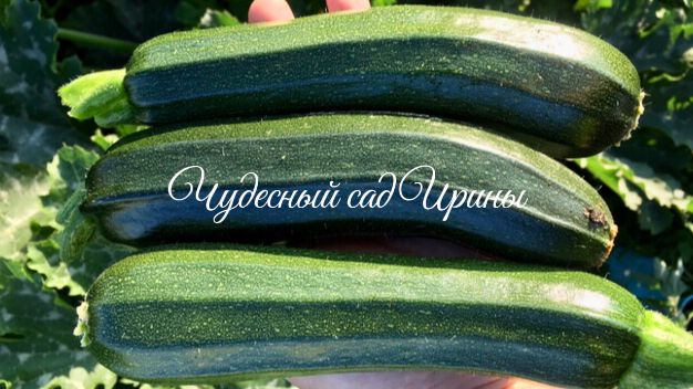 Лучшие проверенные гибриды кабачков на сезон 2026