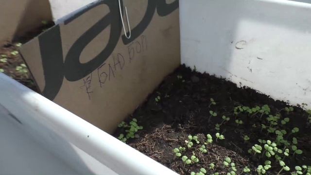 Рассада на 1 апреля