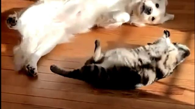 Футаж СОБАКА И КОШКА № 522