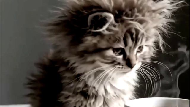 Футаж ПУШИСТЫЙ СЕРЫЙ КОТЕНОК № 523