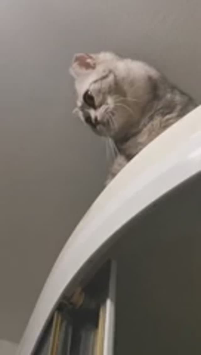 Элечка ждёт котят беременная куда залезла