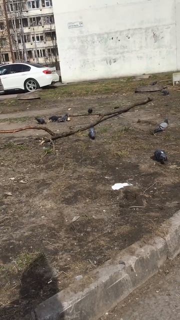 Санкт-Петербург. 31.03.2026. Проспект Энгельса. Городский голуби