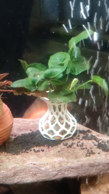 Маня не нравятся новые декорации