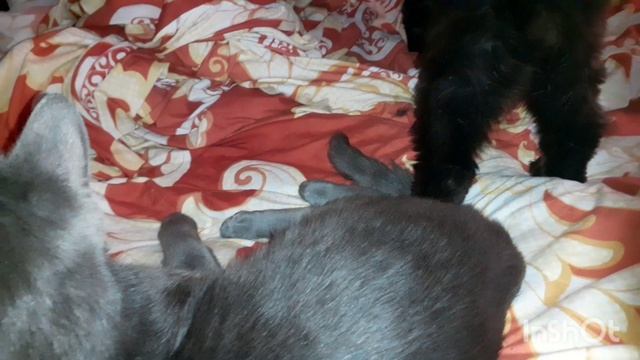 Котики дома.