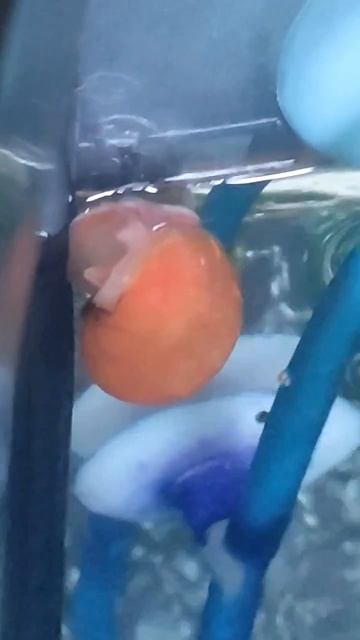 Ампулярия дышит