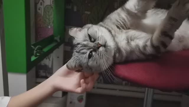 КАКИЕ ЦВЕТЫ ПОСАДИЛА Год телеграм каналу 11.02.25