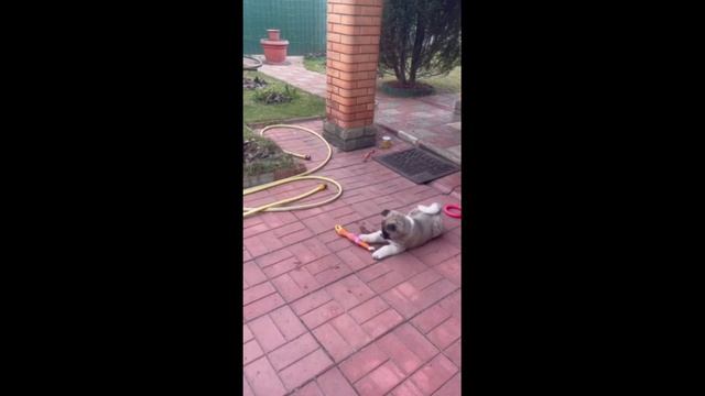 Арчи. 2 серия.