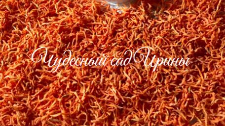 Самая вкусная и сладкая морковь. Наша подборка сортов и гибридов 2026