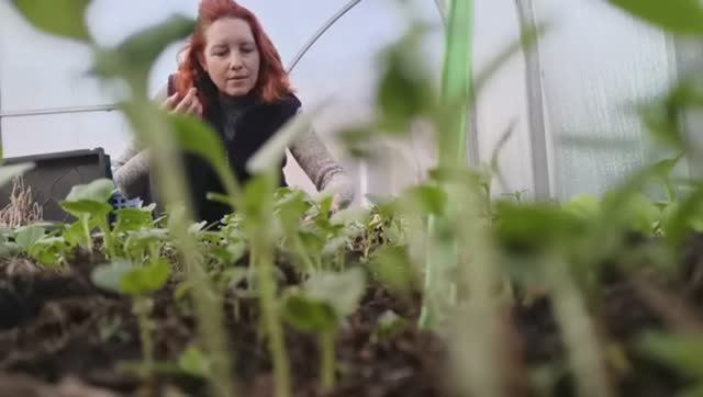 РАССАДА ПЕРЦА цветы распустились на стеллаже 09.04.2025