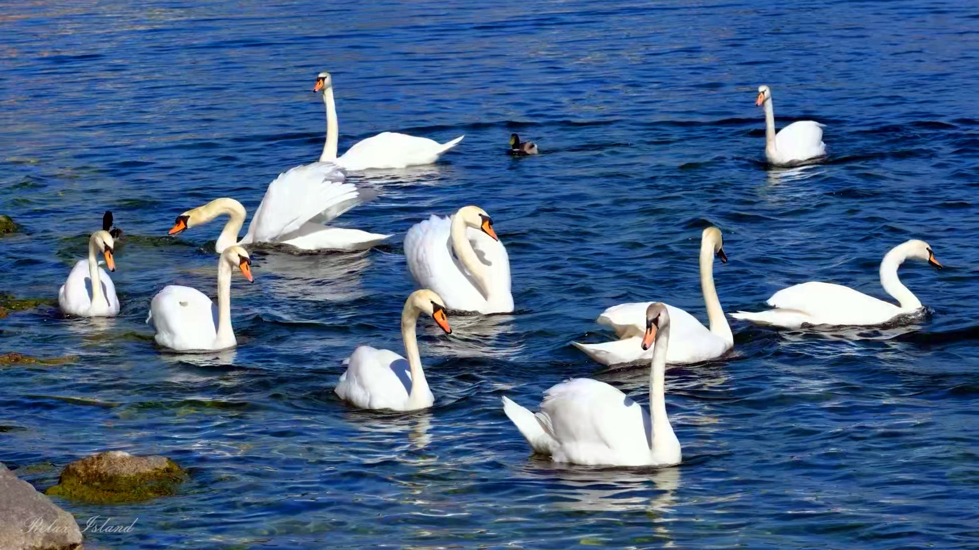 ✨ КРАСИВАЯ УСПОКАИВАЮЩАЯ МУЗЫКА ДЛЯ СНА У ПРУДА В ПОДМОСКОВЬЕ 🎵 РАССЛАБЛЯЮЩАЯ МУЗЫКА ДЛЯ ДУШИ