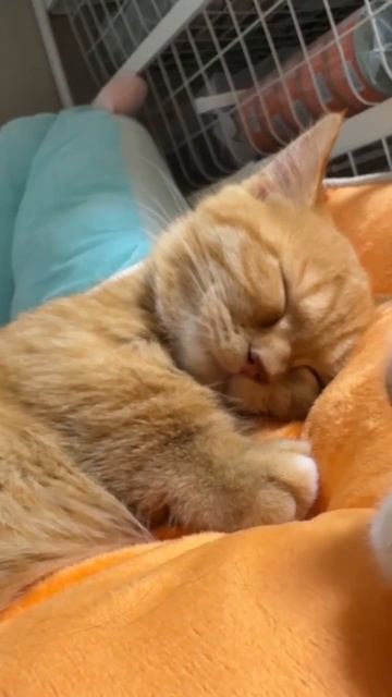 Форрррррр - мурчание Х1 😺