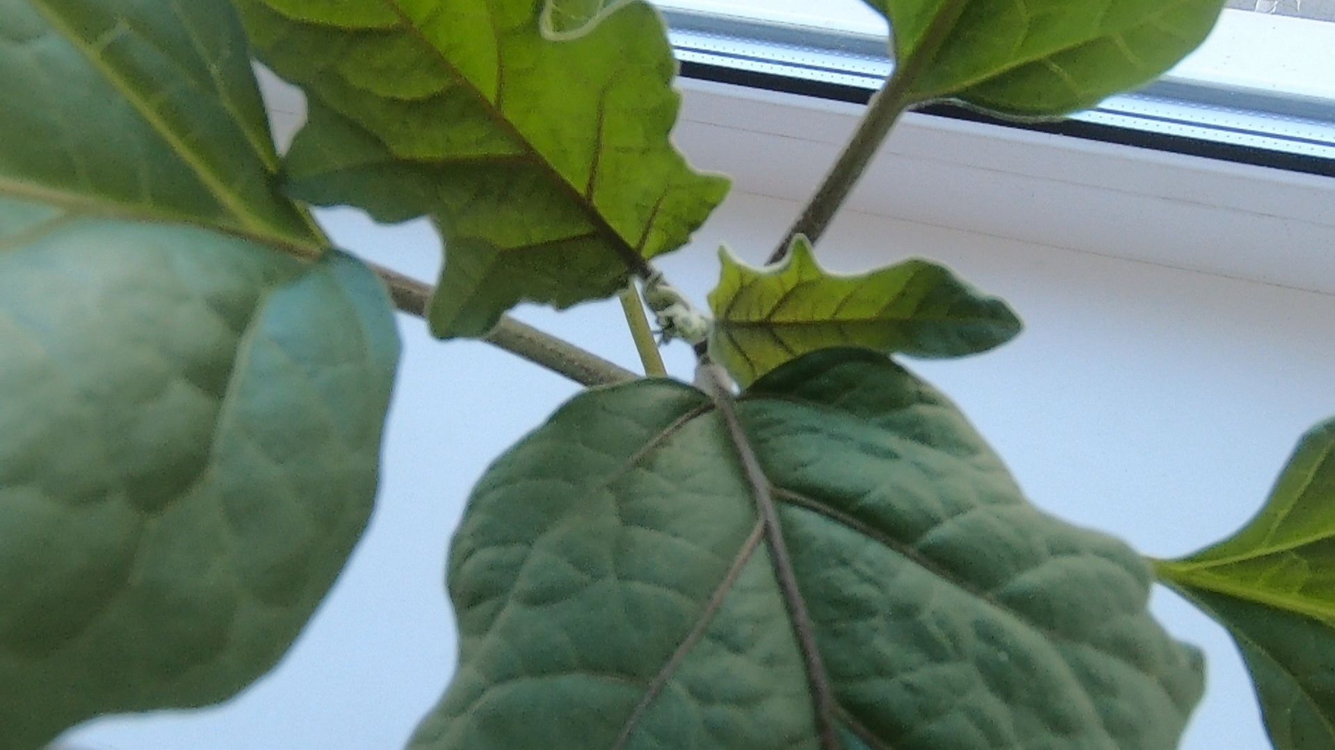 Рассада баклажана зацвела. Почему и что делать?