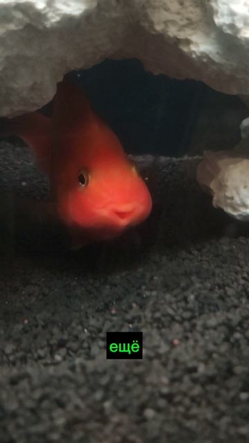 Маня  метёт и  прихорашивается