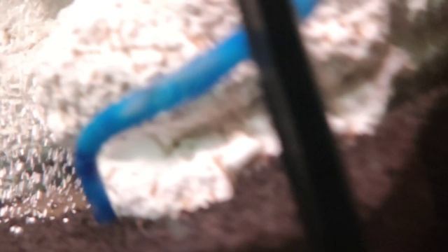 Горбушка краснопузая