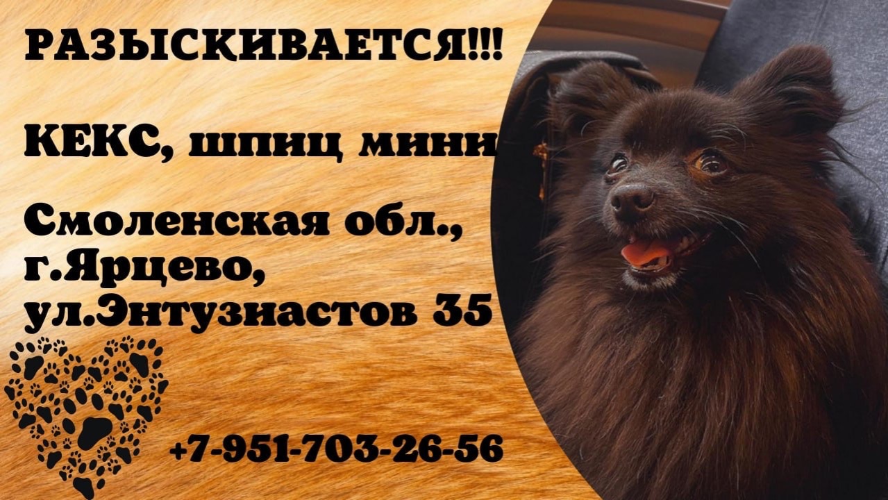 Пропала собака! КЕКС, шпиц мини. Смоленская обл., г.Ярцево.