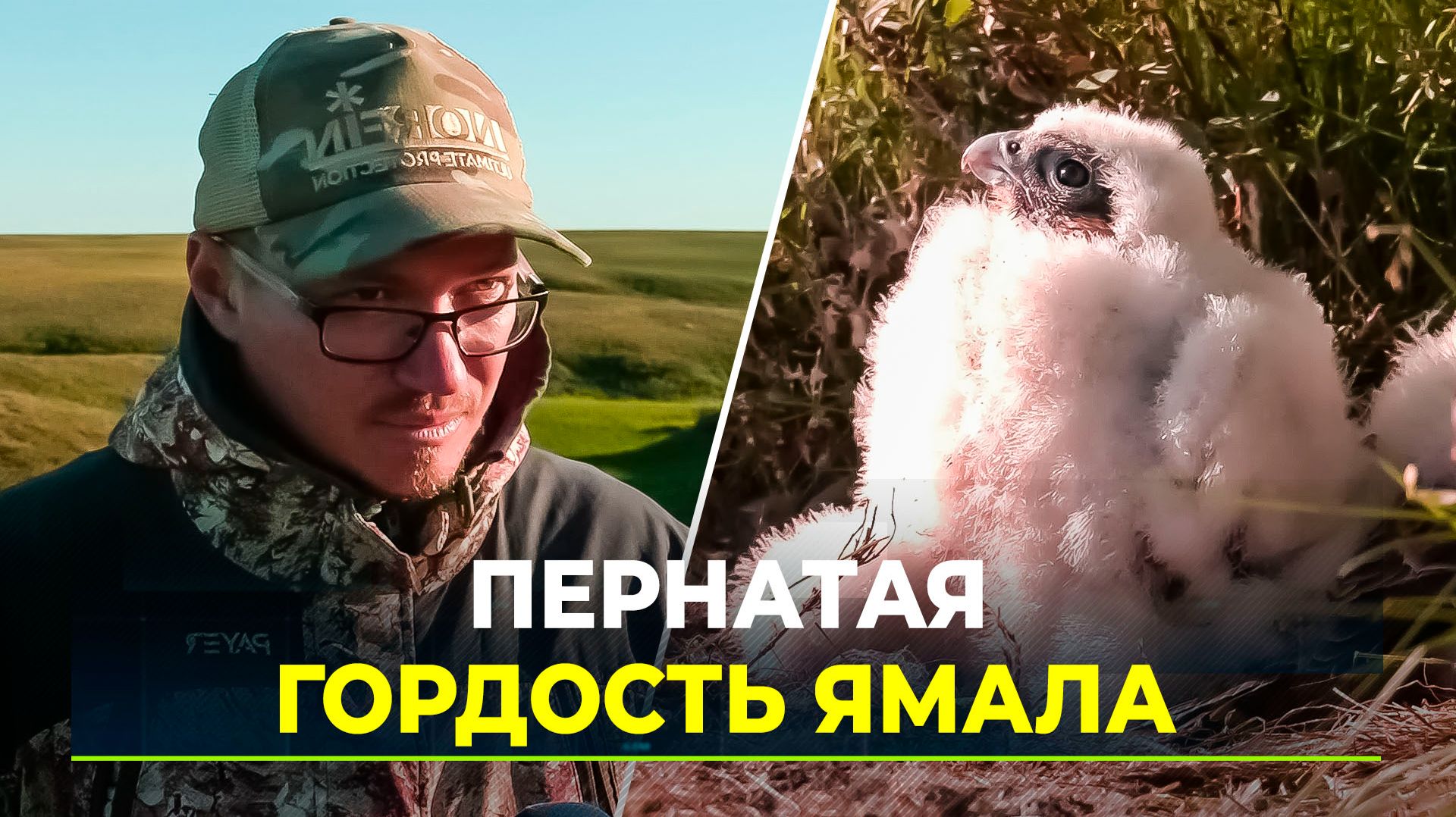 В международный День птиц – о том, как на Ямале наблюдают за краснокнижными соколами