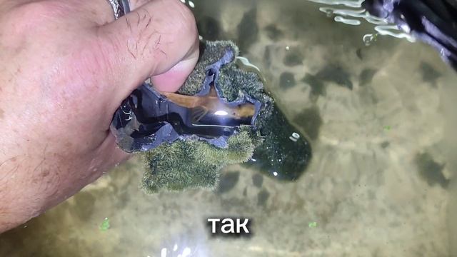 Спасение сомика из плена декорации