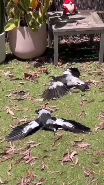 Сороки расправляют перья и ложатся под солнце, тем самым избавляясь от паразитов