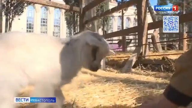 В «Новом Херсонесе» родились пять ангорских козлят