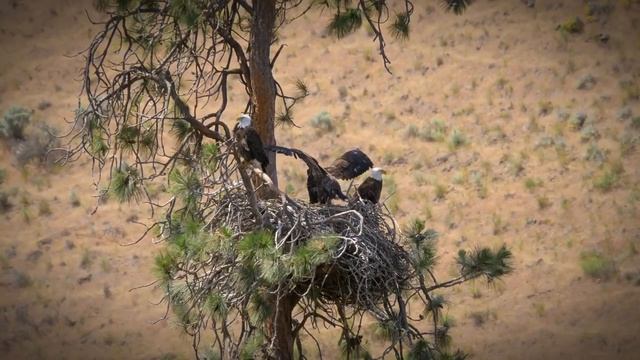 Решаем квартирный вопрос! 10 проверенных способов!  Всё как у зверей!