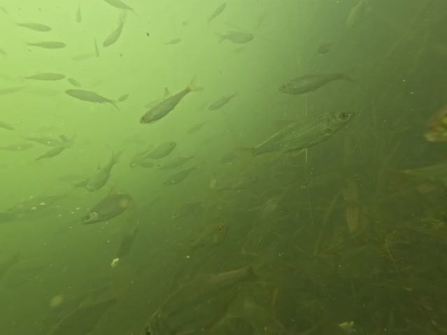 Подводная сьемка.