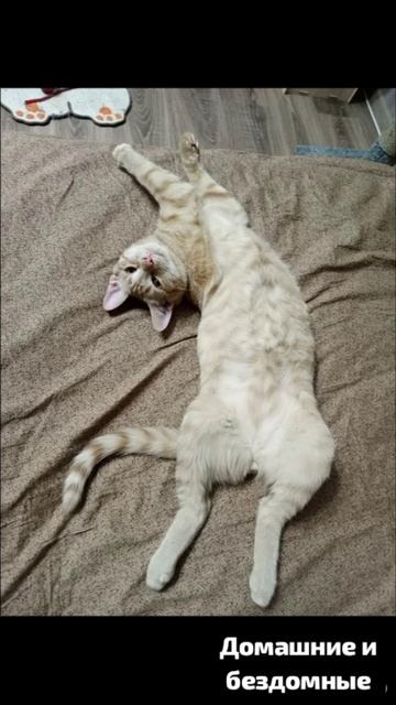 Большая разница условий жизни. Домашние и бездомные ома