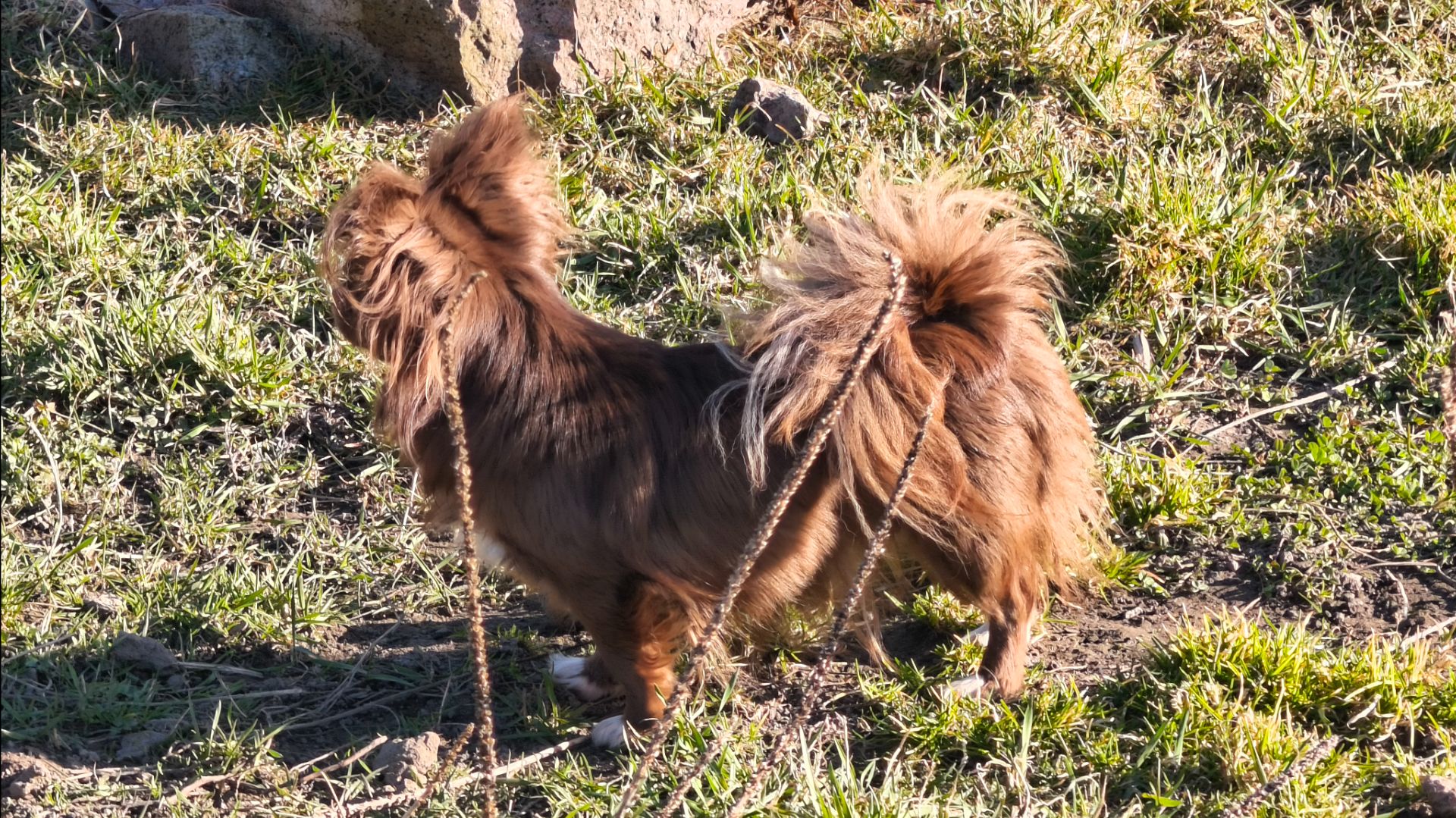 Прогулка с чихуахуа 01/04/26 #купить_щенка_чихуахуа_продаю #MAX +79215950848