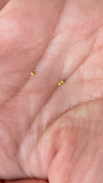 Как посадить семена глоксинии