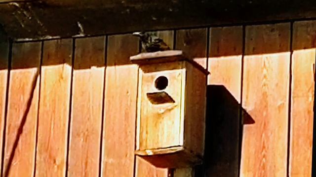 Скворцы прилетели. Пение скворцов #деревенскиезвуки #прилетптиц #скворцыприлетели #весена