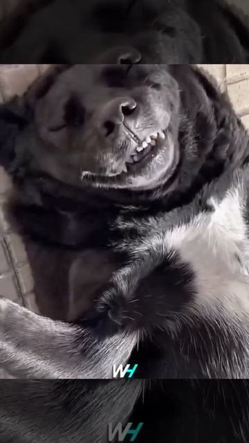 Мужик решил, что эту собаку сбили