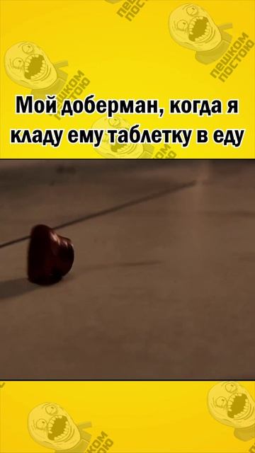 про собаку - заходи в вк --﹥ https://vk.com/peshkom_postoyu_smile_vk