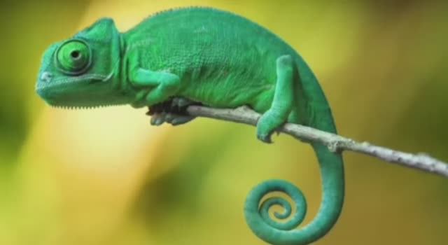 ... Хамелеон - Что мы знаем о нём....