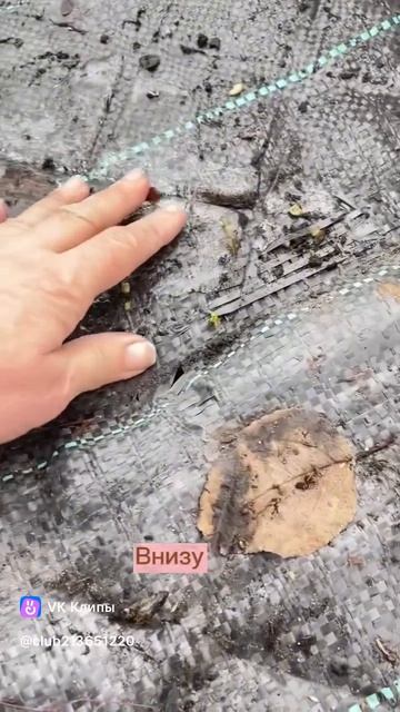 Растения еще во льду