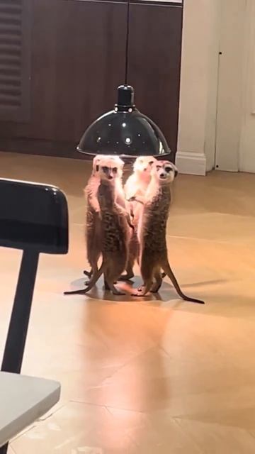 Сурикаты так устроены, что всегда не против погреться